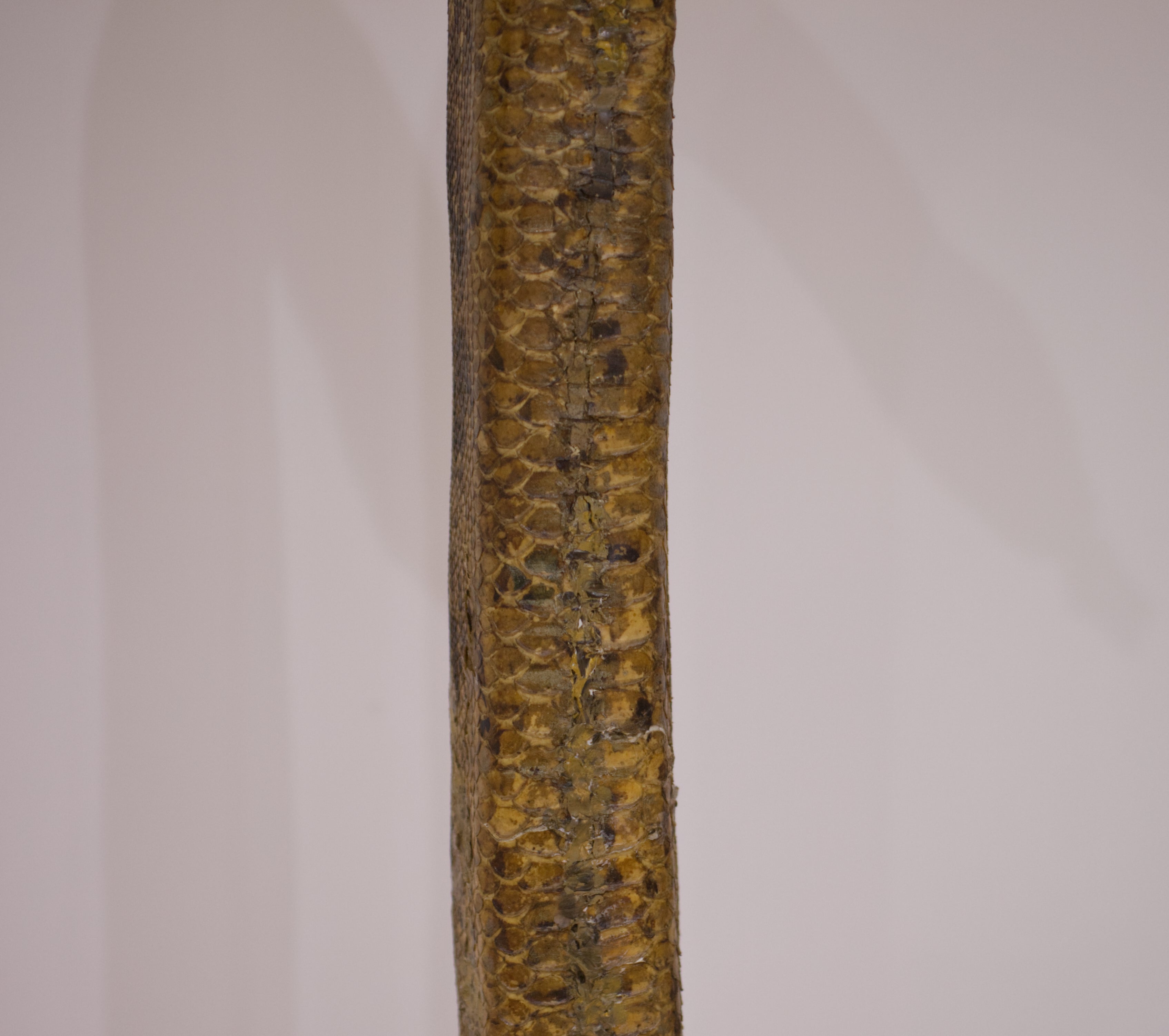 Victorian Twelve Foot Taxidermy African Rock Python Lamp Stand – Jason ...