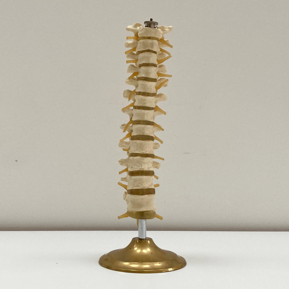 Plastic Anatomical Model of the Thoracic Vertebrae of the Human Spine ...