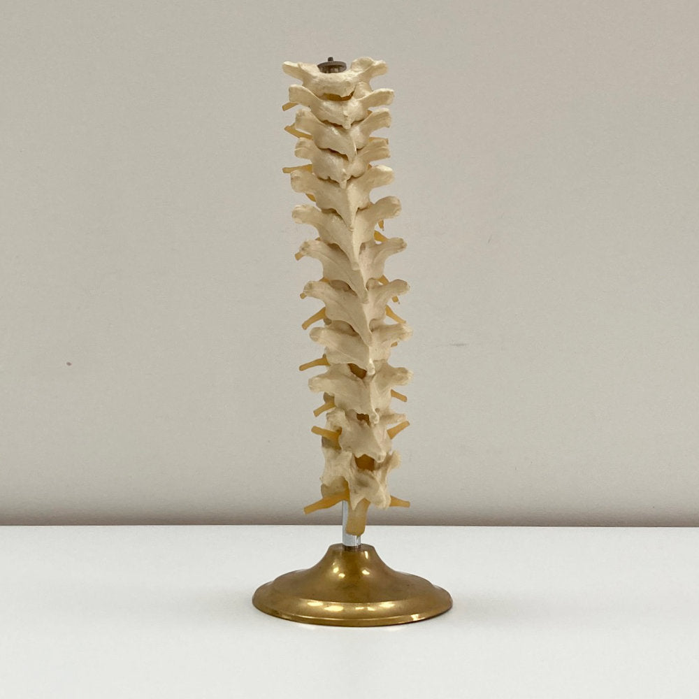 Plastic Anatomical Model of the Thoracic Vertebrae of the Human Spine ...