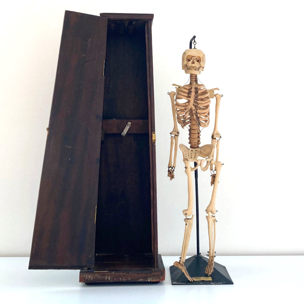 Mid Century Table Top Anatomical Skeleton by The Educational ...