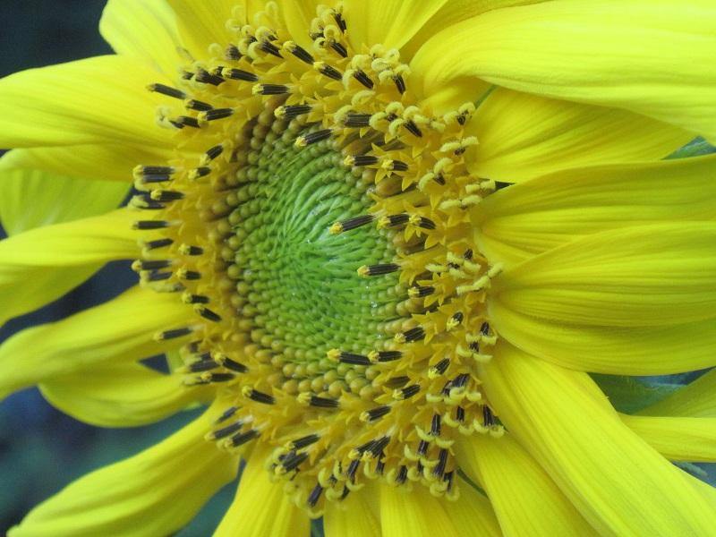 Early Twentieth Century Plaster Botanical Model of a Sunflower – Jason ...